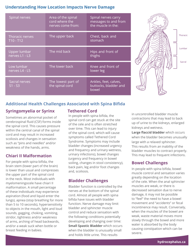 Understanding Spina Bifida - Hydrocephalus Canada